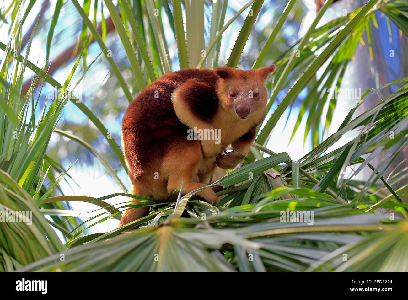 Goodfellow tree kangaroo (Dendrolagus goodfellowi buergersi), adult, on ...