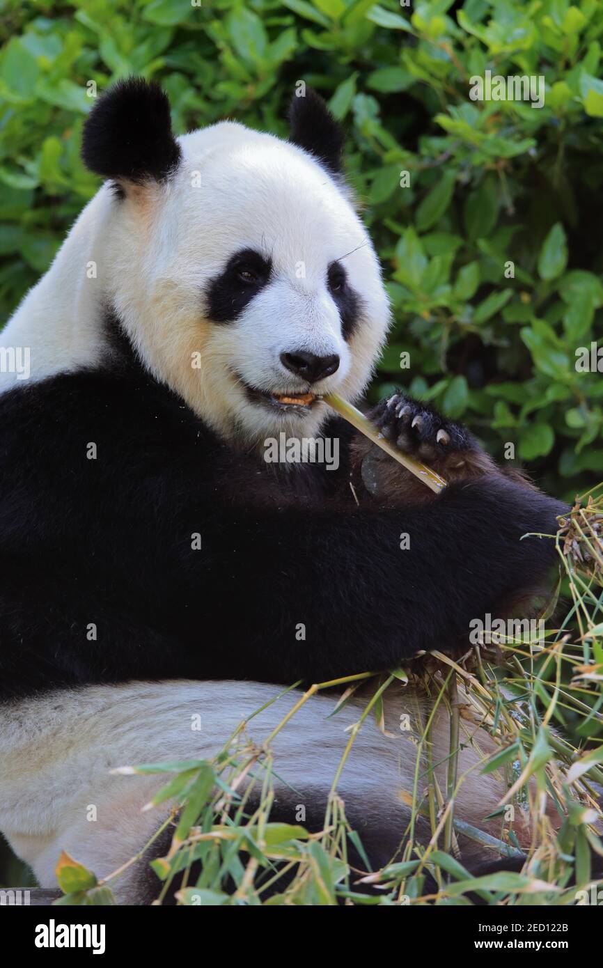Giant Panda (Ailuropoda melanoleuca), adult feeding Portrait, captive, Adelaide, South Australia ...