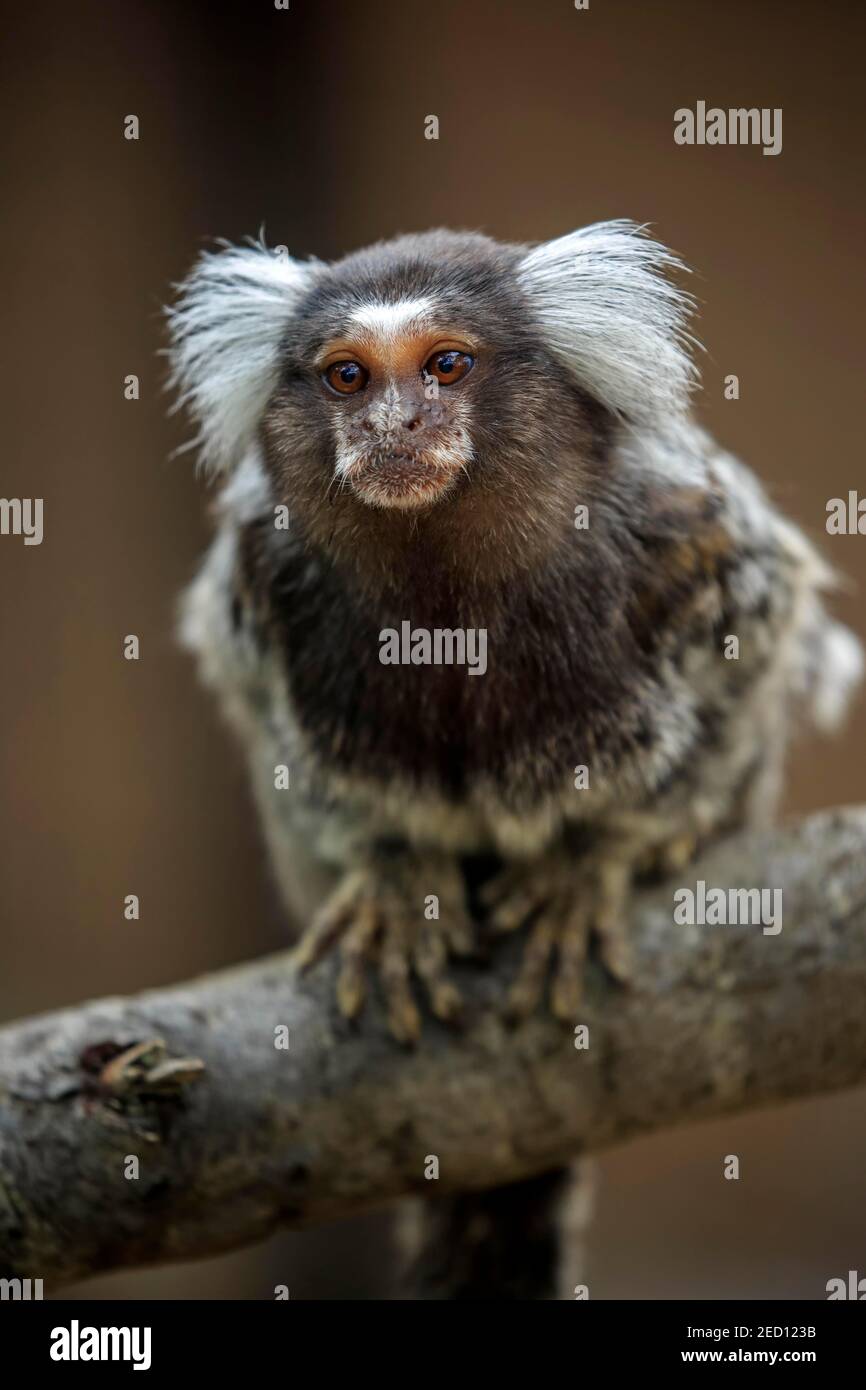 Adult Common Marmoset