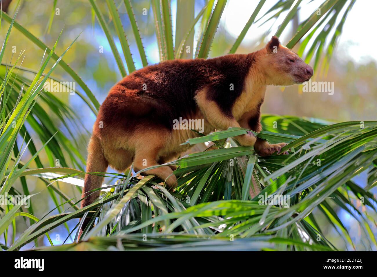 Goodfellows tree kangaroo dendrolagus goodfellowi goodfellows tree ...