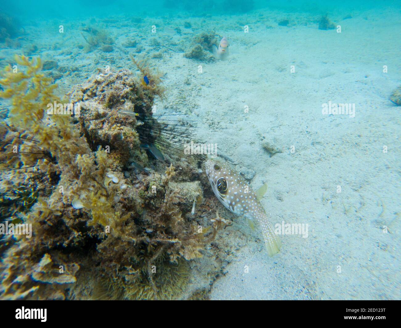 Pufferfish on young coral. Tropical seashore underwater photo. Coral ...