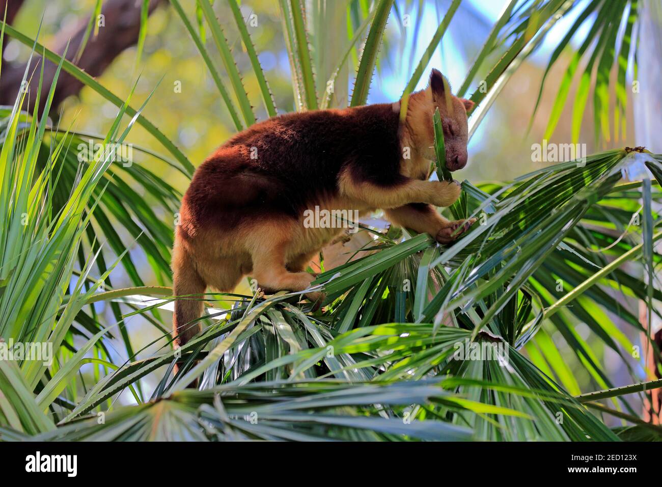 Goodfellow tree kangaroo (Dendrolagus goodfellowi buergersi), adult, on ...