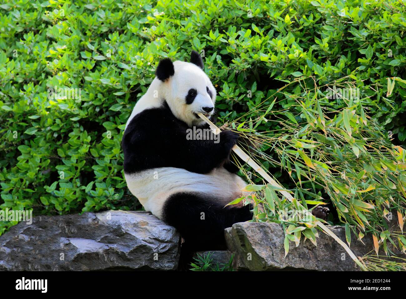 Panda photography hi-res stock photography and images - Alamy