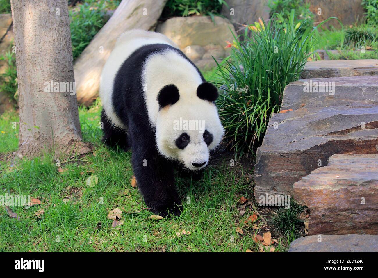 Giant panda running hi-res stock photography and images - Alamy