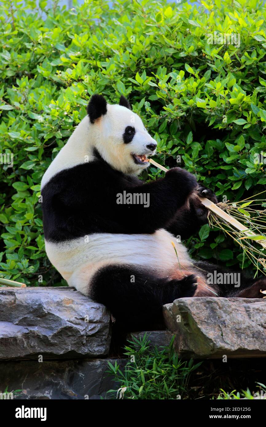 Panda photography hi-res stock photography and images - Alamy