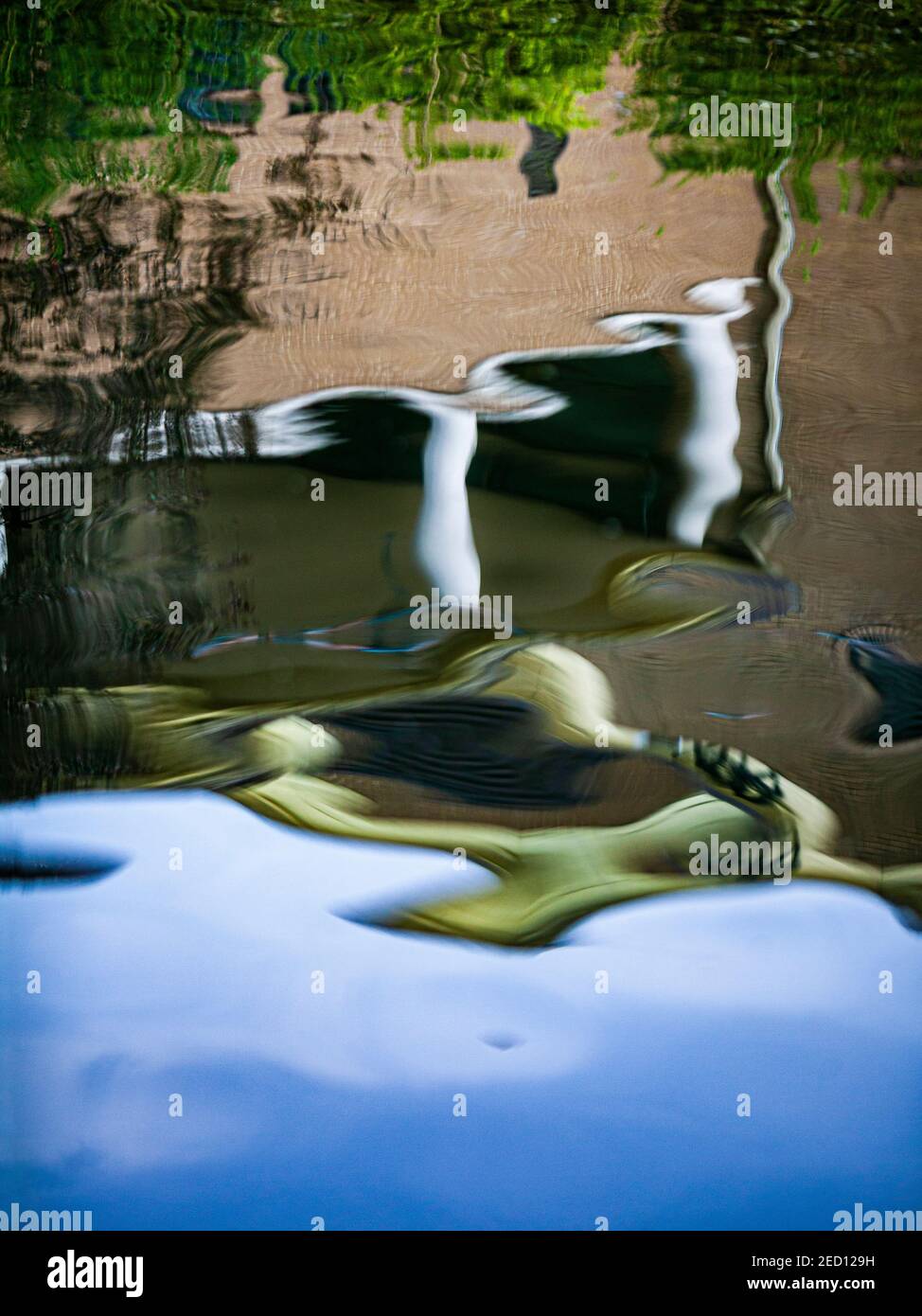 Abstract patterns on water in a pond Stock Photo - Alamy