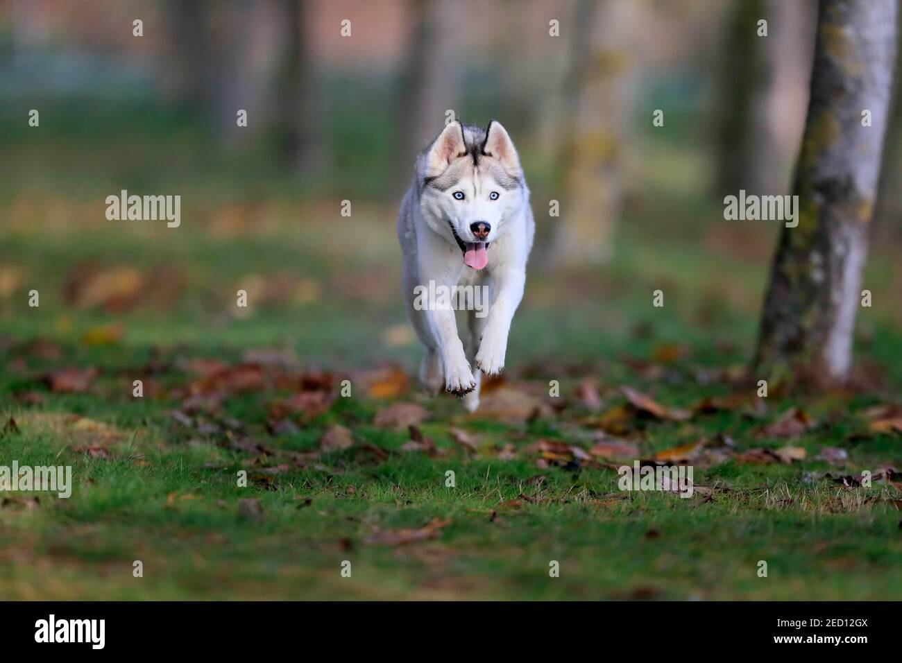 Female siberian husky hi-res stock photography and images - Alamy