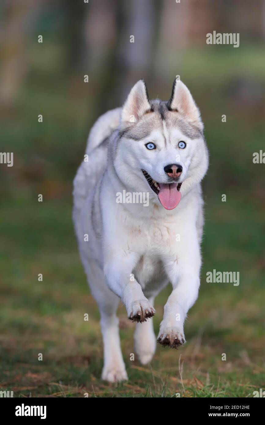 Female siberian husky hi-res stock photography and images - Alamy