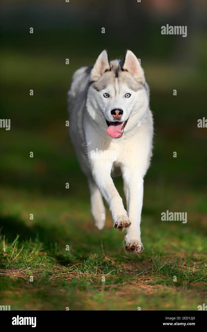 Female siberian husky hi-res stock photography and images - Alamy