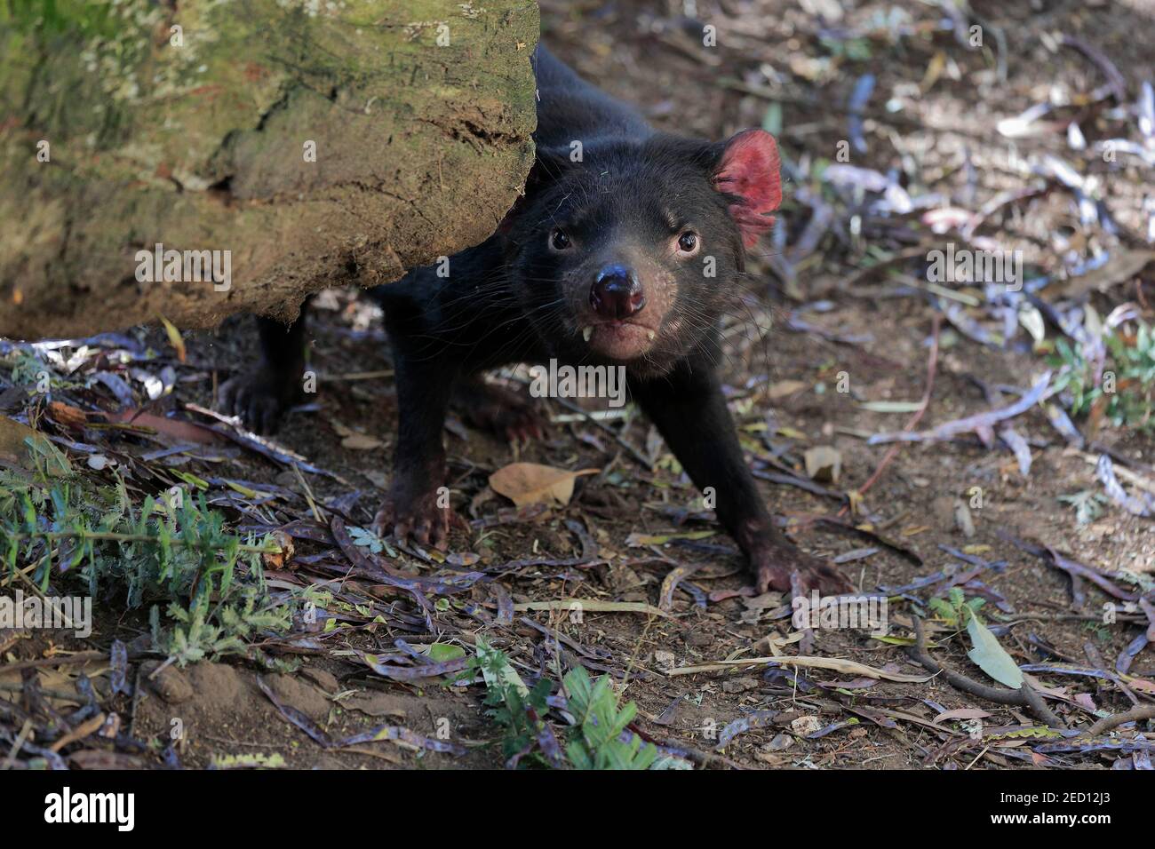 Tasmanian devil (Sarcophilus harrisii), Tasmanian devil, adult alert, Cuddly Creek, South ...