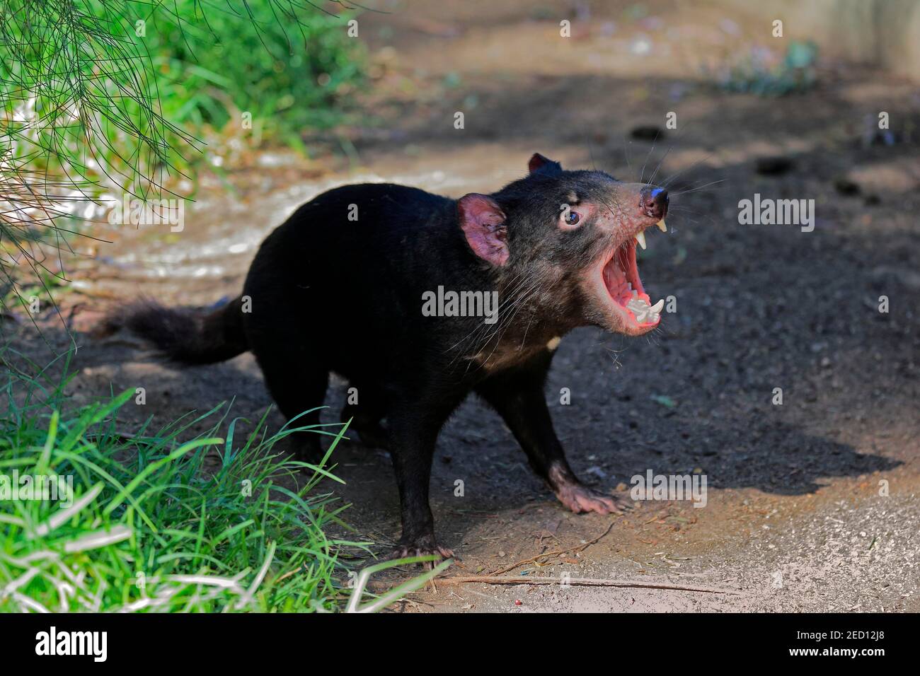 Tasmanian devil (Sarcophilus harrisii), Tasmanian devil, adult threatening, Cuddly Creek, South ...