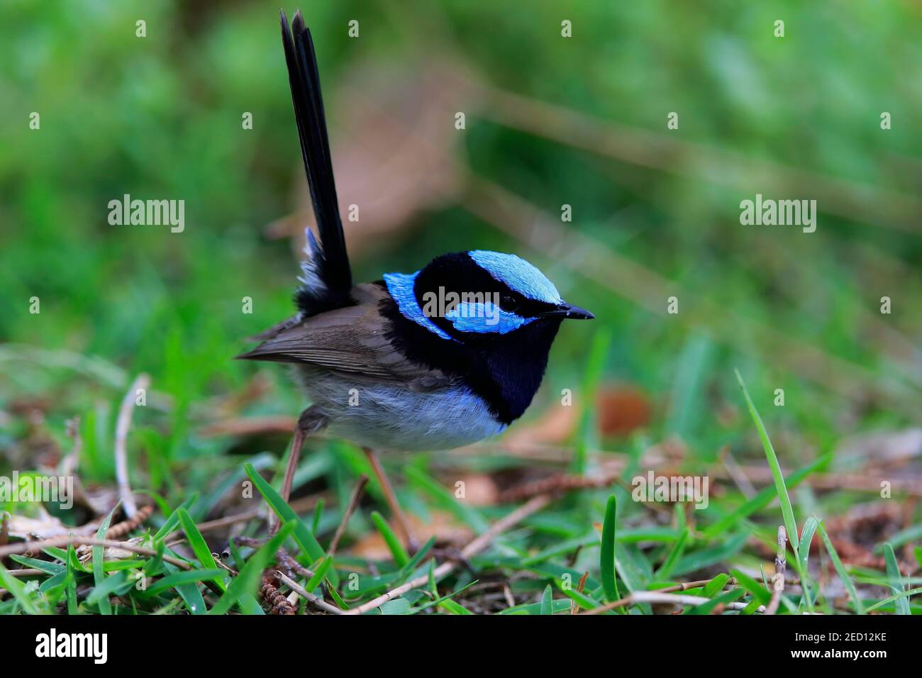 Superb fairywren (Malurus cyaneus), adult, male, on ground, Long Beach ...
