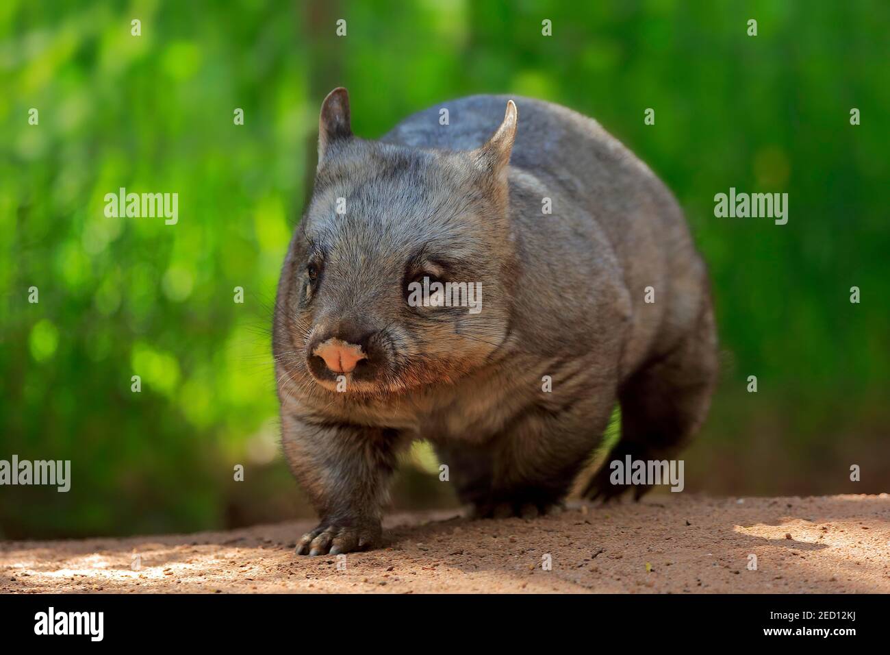 Southern hairy-nosed wombat (Lasiorhinus latifrons), adult, running ...