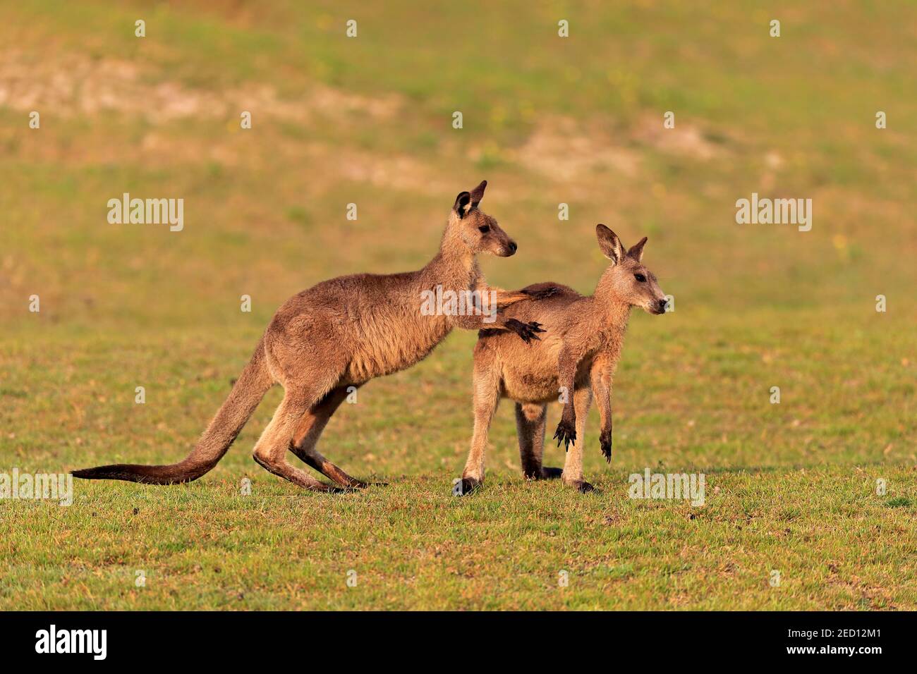 Eastern grey kangaroo (Macropus giganteus), adult, male, ranging, in a ...