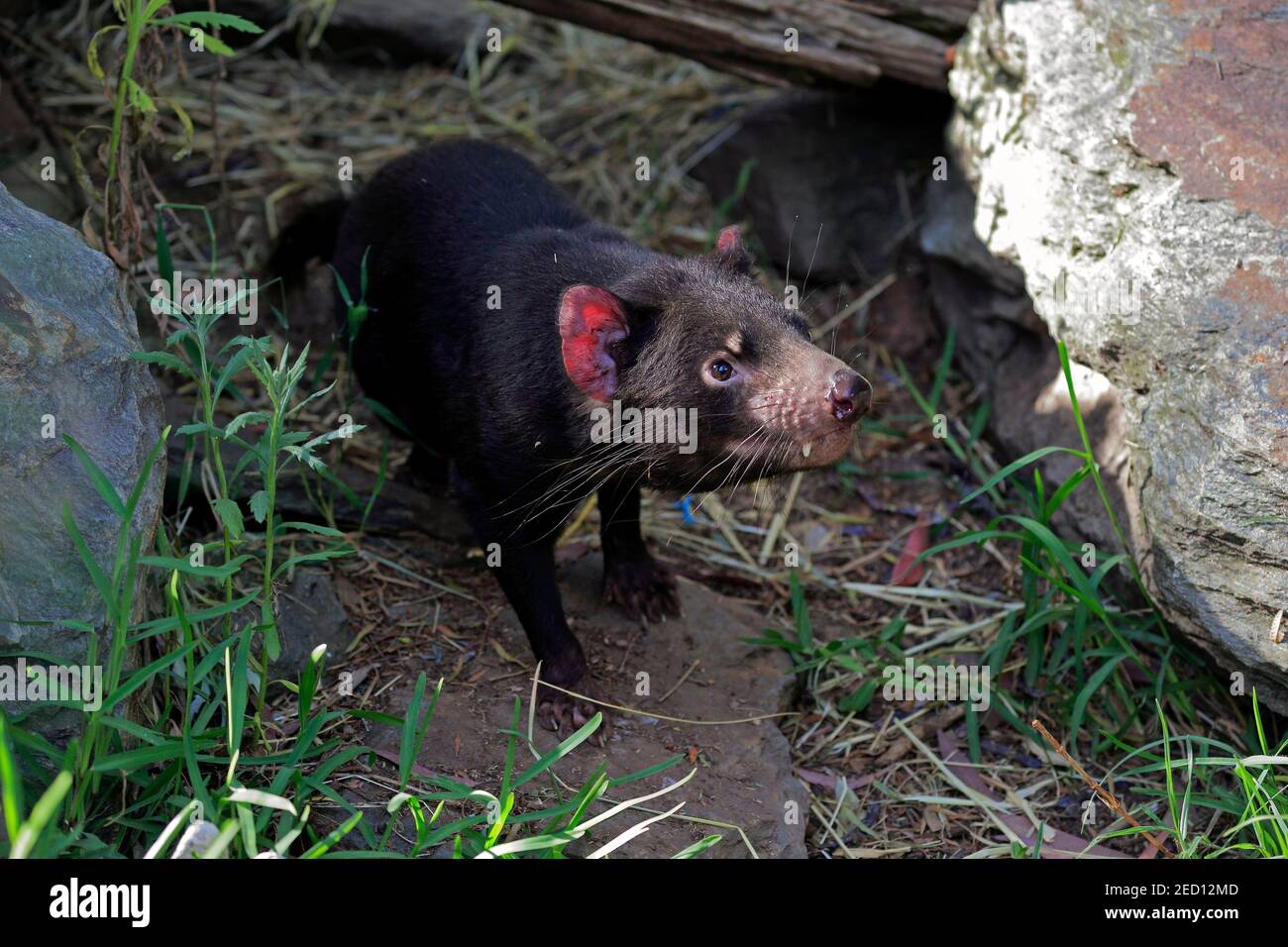 Tasmanian devil (Sarcophilus harrisii), Tasmanian devil, adult alert, Cuddly Creek, South ...