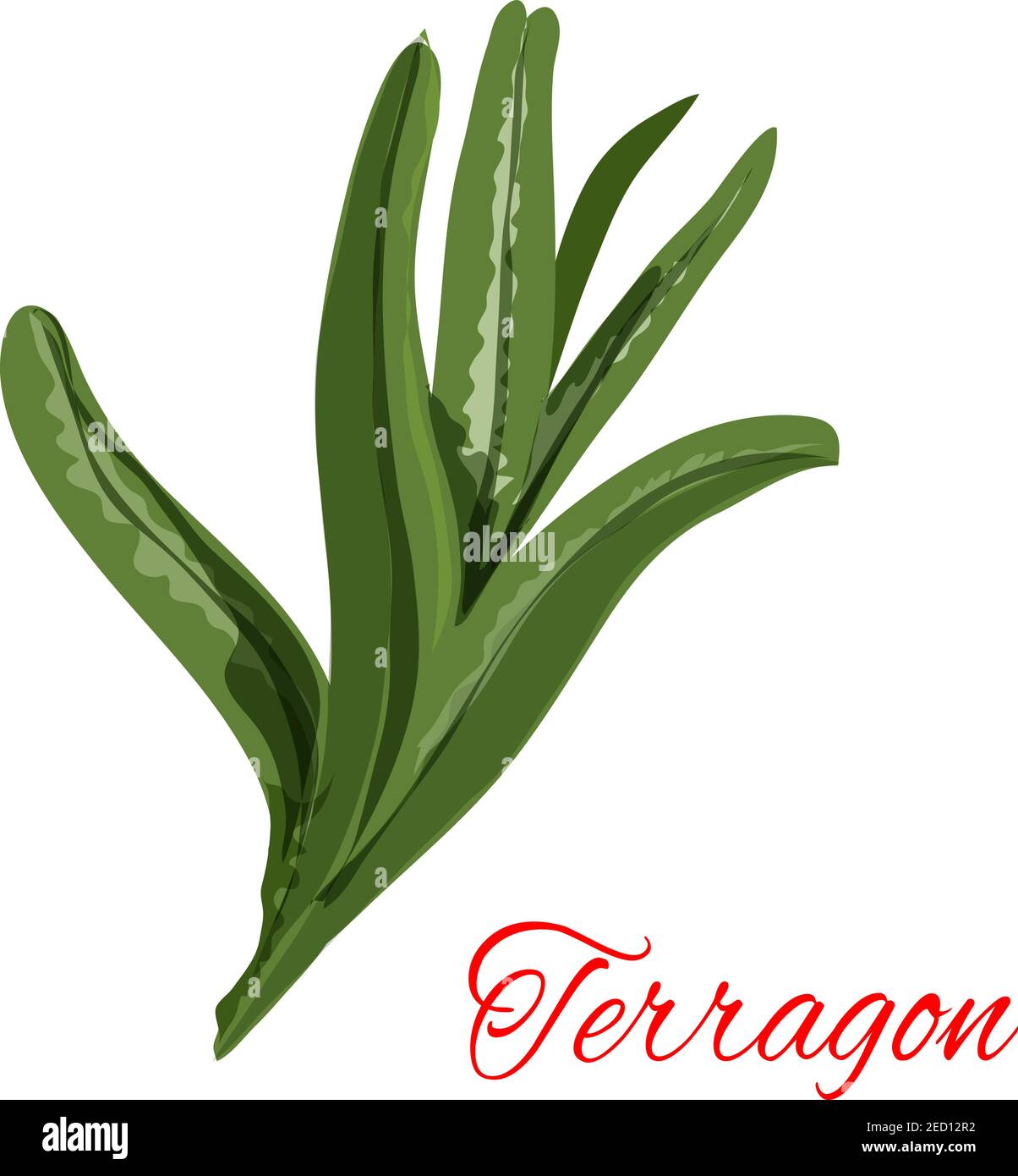 Tarragon. Vector isolated icon of spice plant tarragon. Aroma food ...