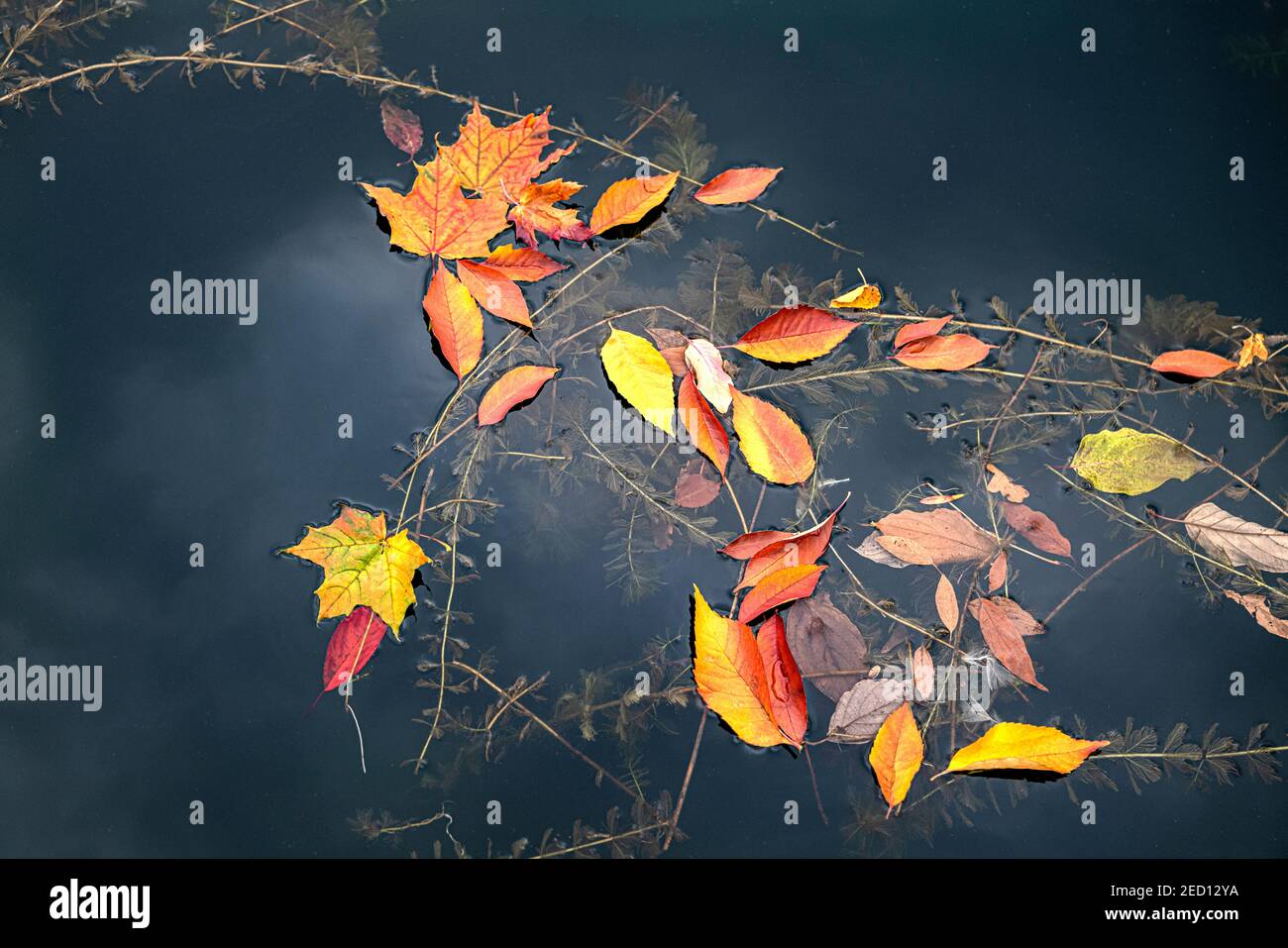 Floating autumn leaves Stock Photo - Alamy