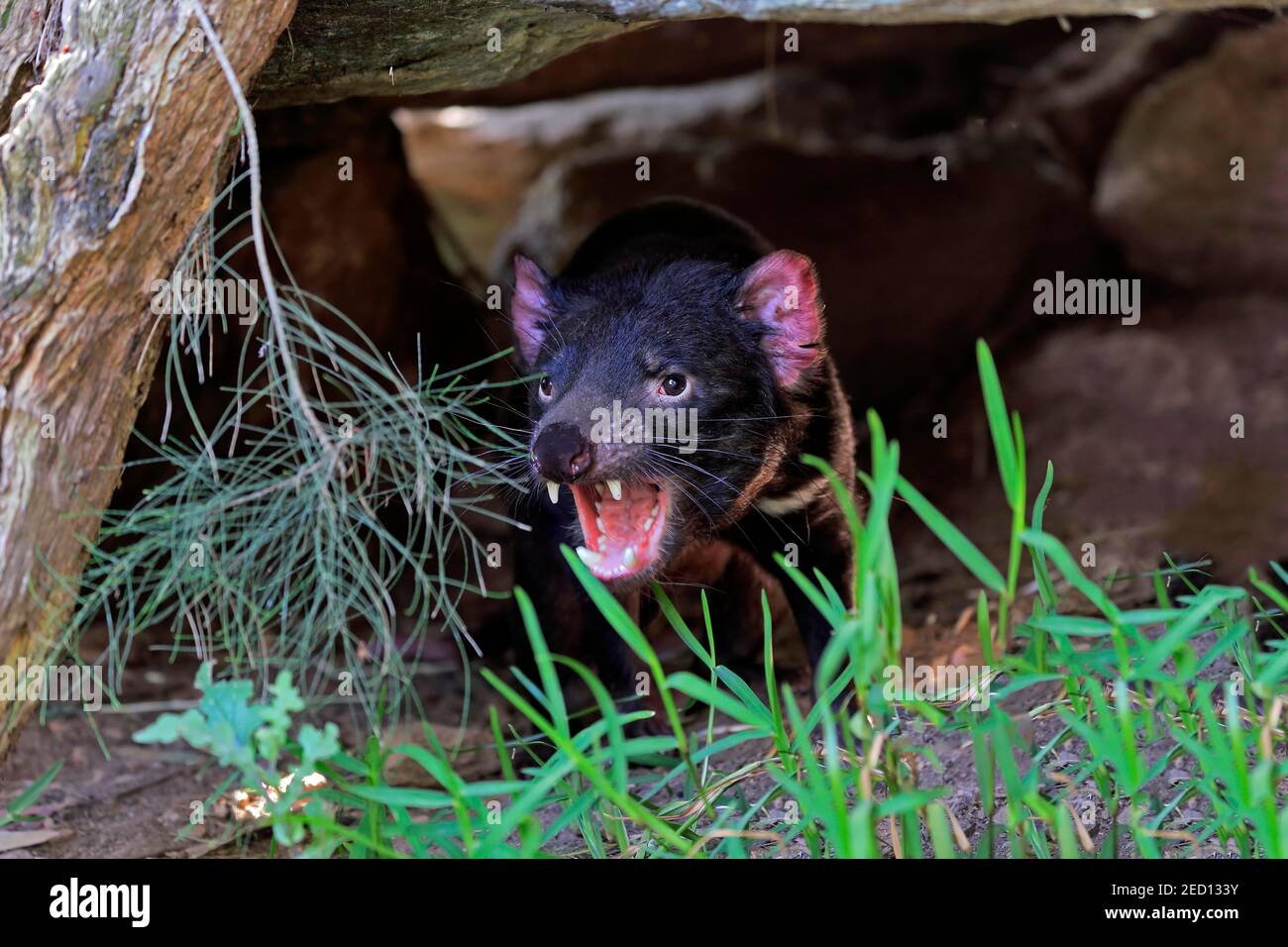 Tasmanian wildlife park hi-res stock photography and images - Alamy