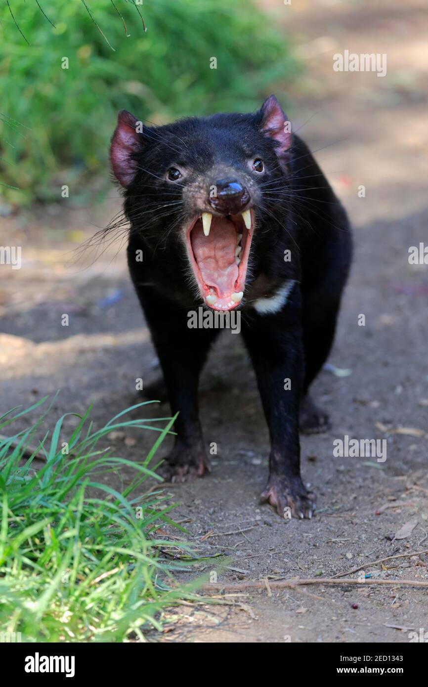 Tasmanian devil (Sarcophilus harrisii), Tasmanian devil, adult threatening, Cuddly Creek, South ...