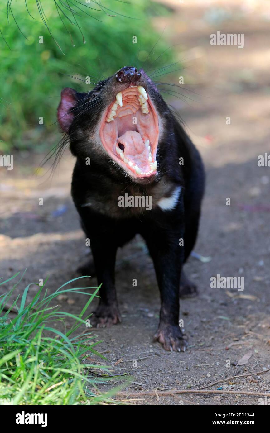 Tasmanian devil (Sarcophilus harrisii), Tasmanian devil, adult threatening, Cuddly Creek, South ...