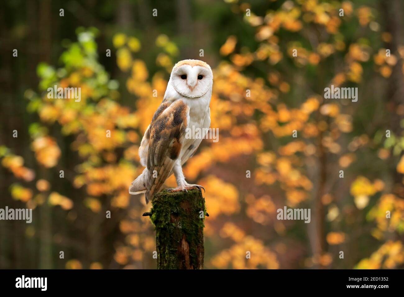 Common barn owl (Tyto alba), adult, alert, in autumn, waiting, Bohemian ...