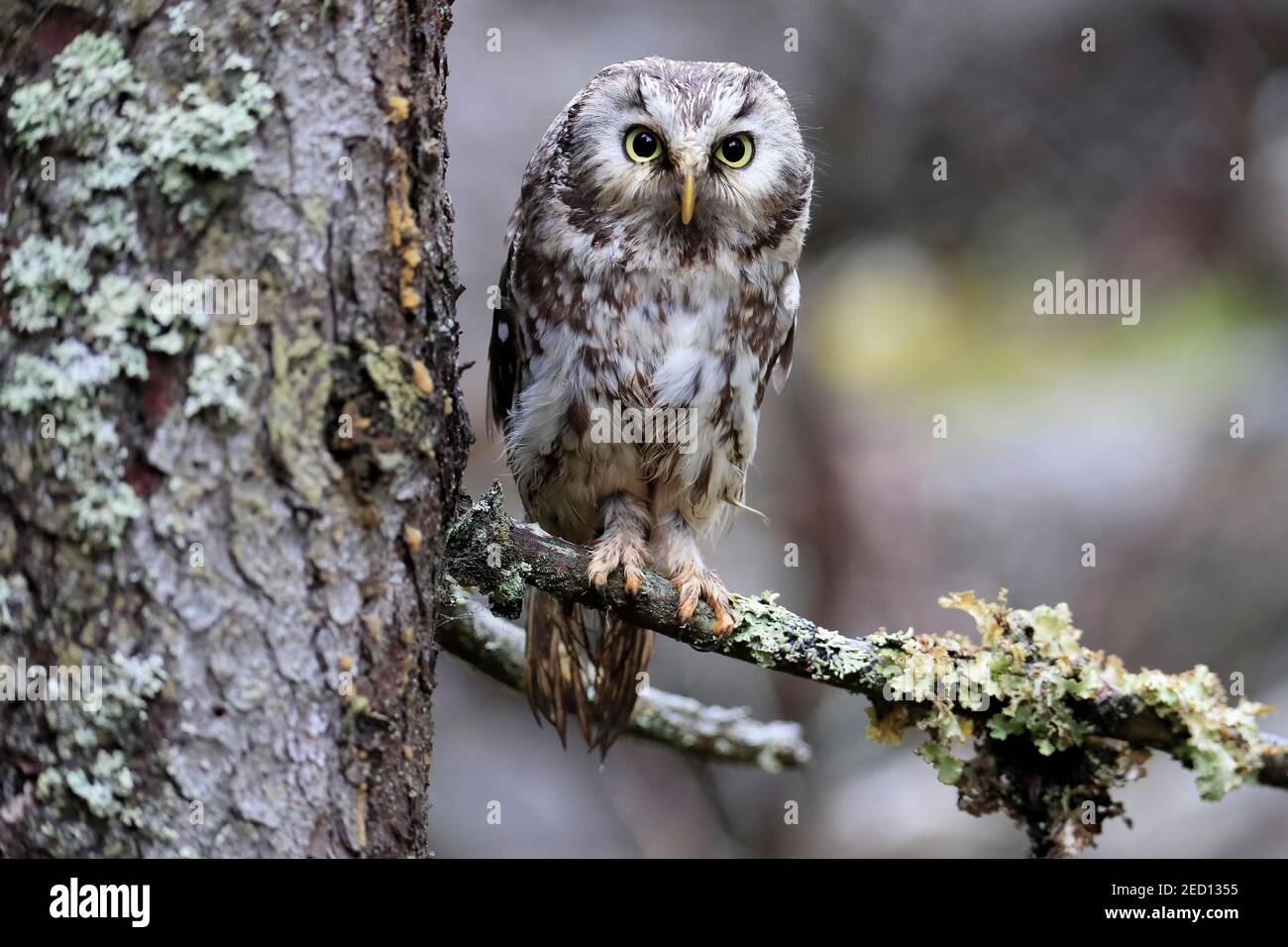 Tengmalm's owl (Aegolius funereus), adult, on tree, alert, Bohemian ...