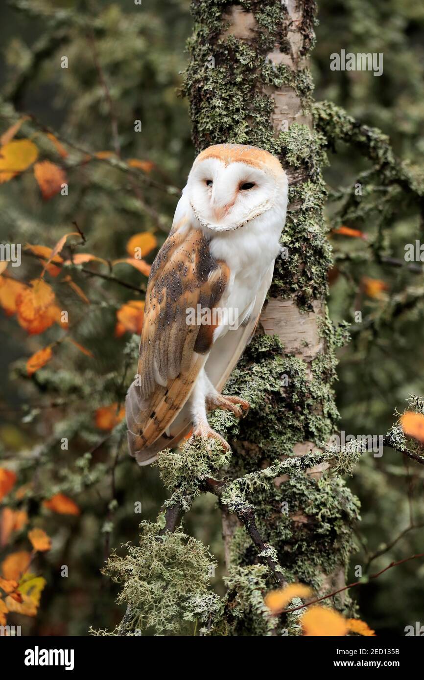 Common barn owl (Tyto alba), adult, alert, in autumn, on tree, Bohemian Forest, Czech Republic ...