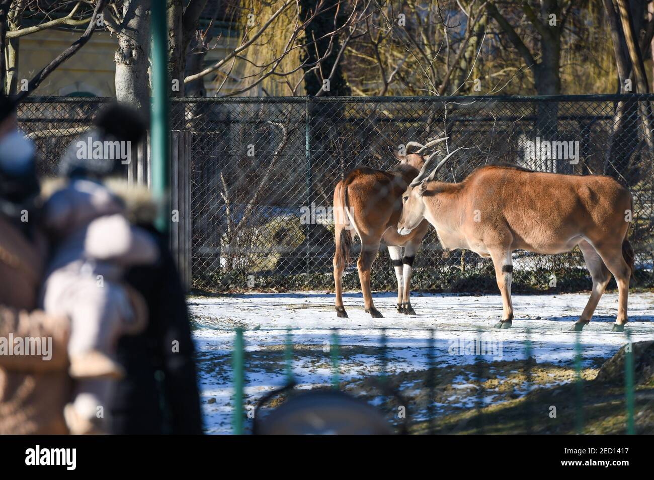 Vienna, Austria. 14th Feb, 2021. Elands are seen in Schonbrunn Zoo ...