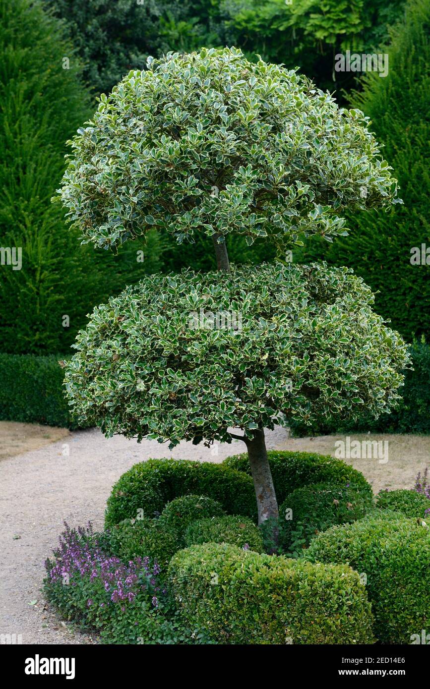 Holly in topiary, England, Great Britain Stock Photo - Alamy