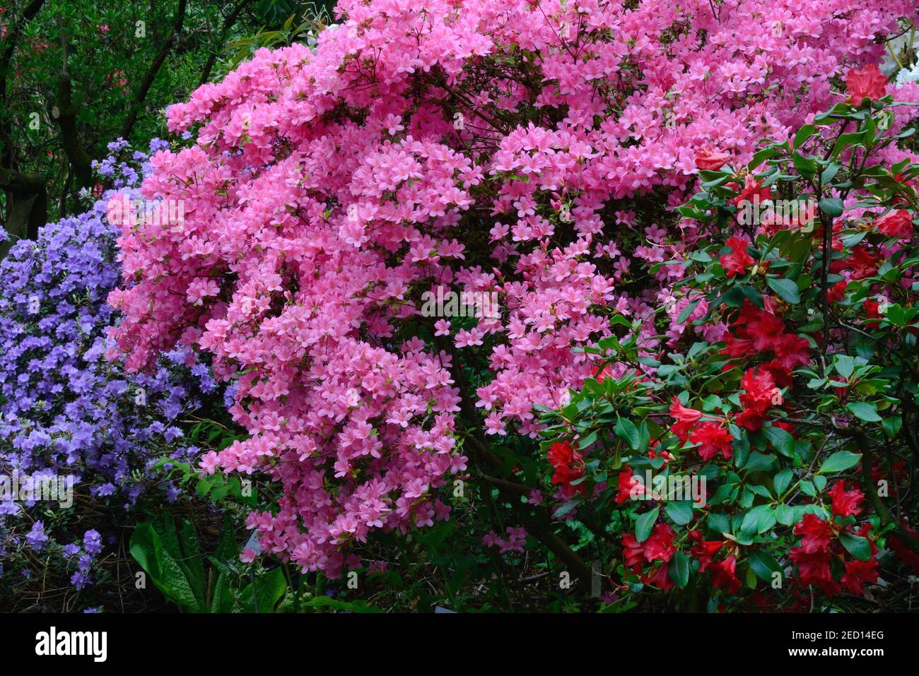 Japanese azaleas hi-res stock photography and images - Alamy