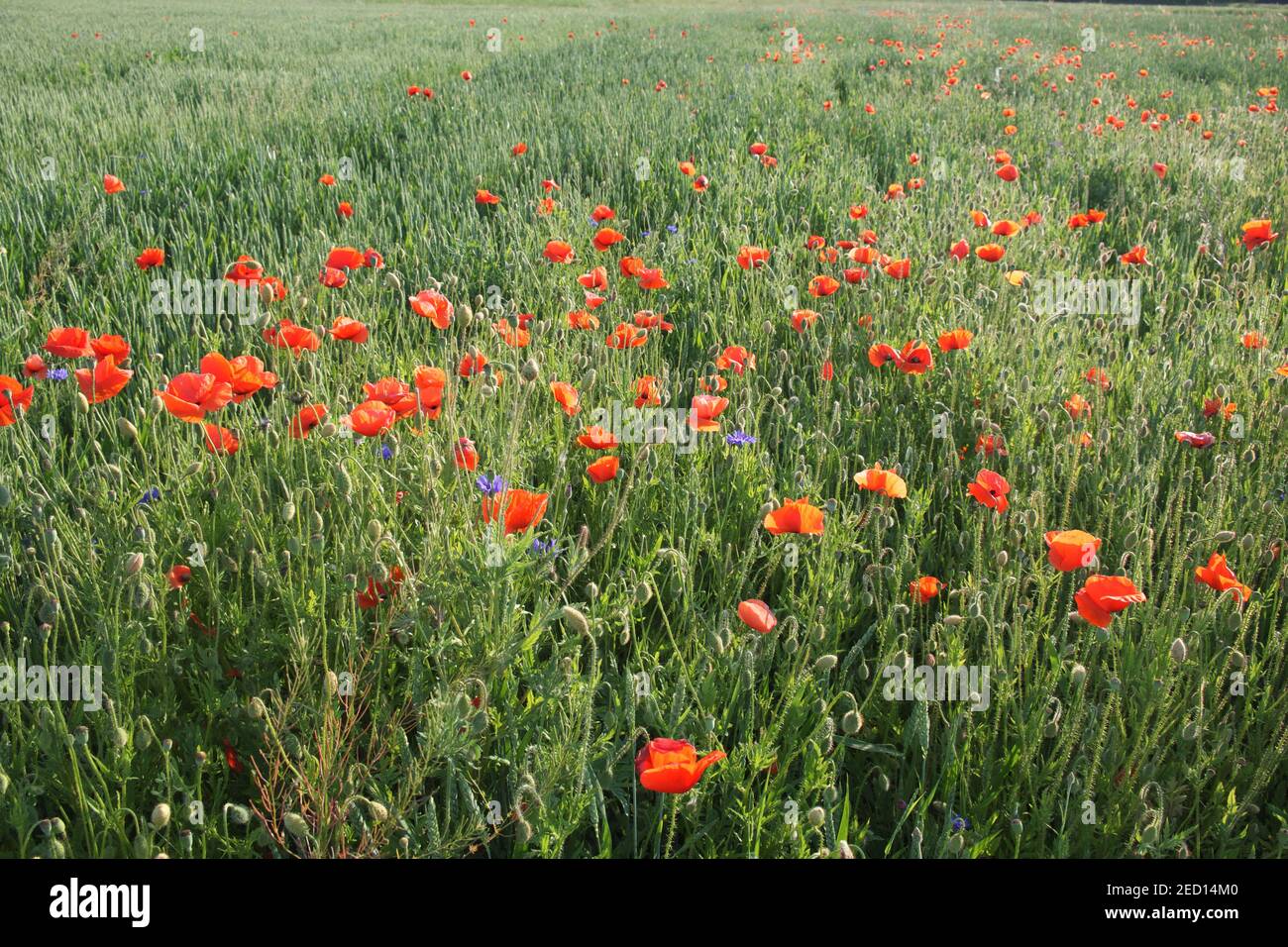 Red poppy flowers in the summer field. Beautiful red wildflowers Stock ...
