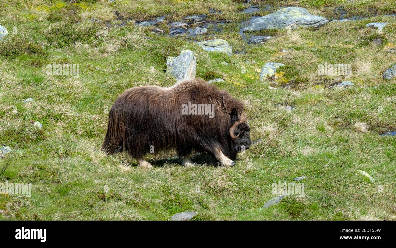 Musk ox (Ovibos moschatus) in the fjell, Dovrefjell Sunndalsfjella ...