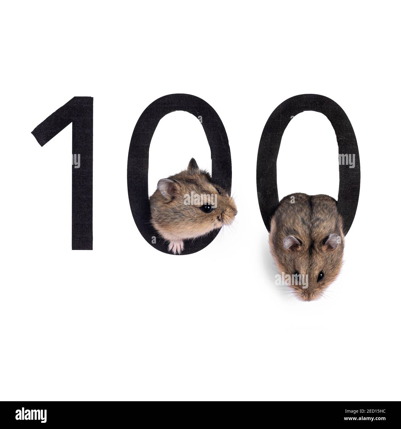100 in black text with two cute hamsters hanging trough the zero ...