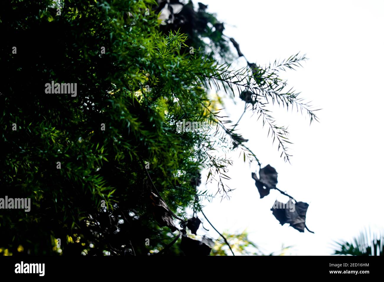 Fresh Green Springer fern in focus with white background asparagus ...