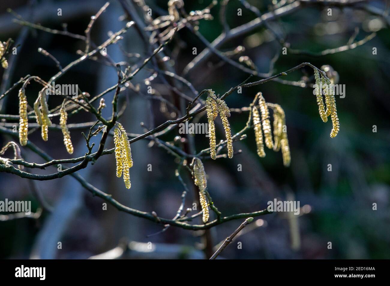 Catkins hanging from a tree a sure sign that spring has finally arrived ...