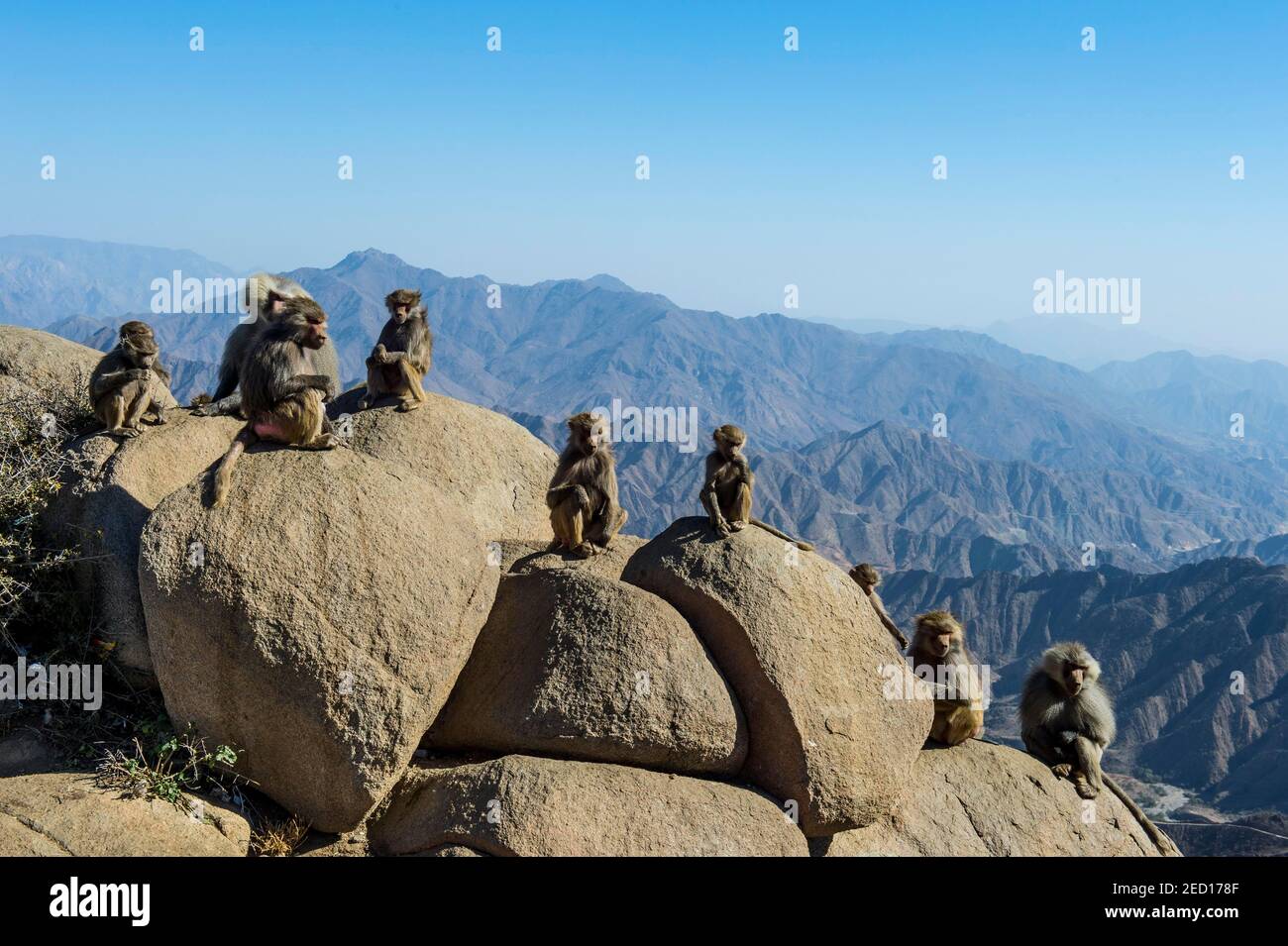Baboons on rocks, Abha, Saudi Arabia Stock Photo - Alamy