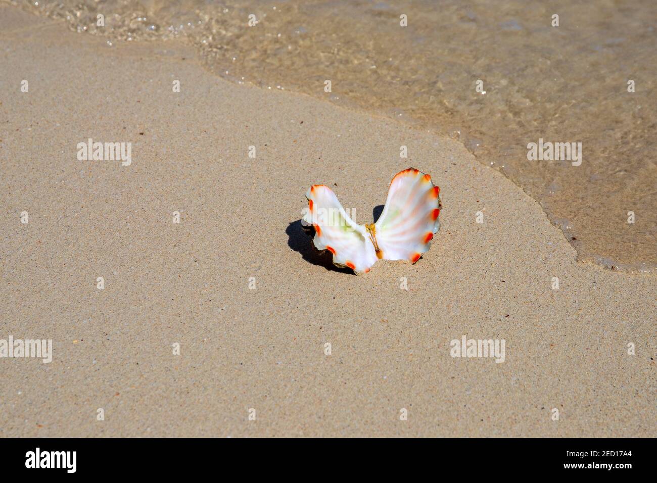 Yellow sand beach with white sea shell and sea water. Tropical seaside ...