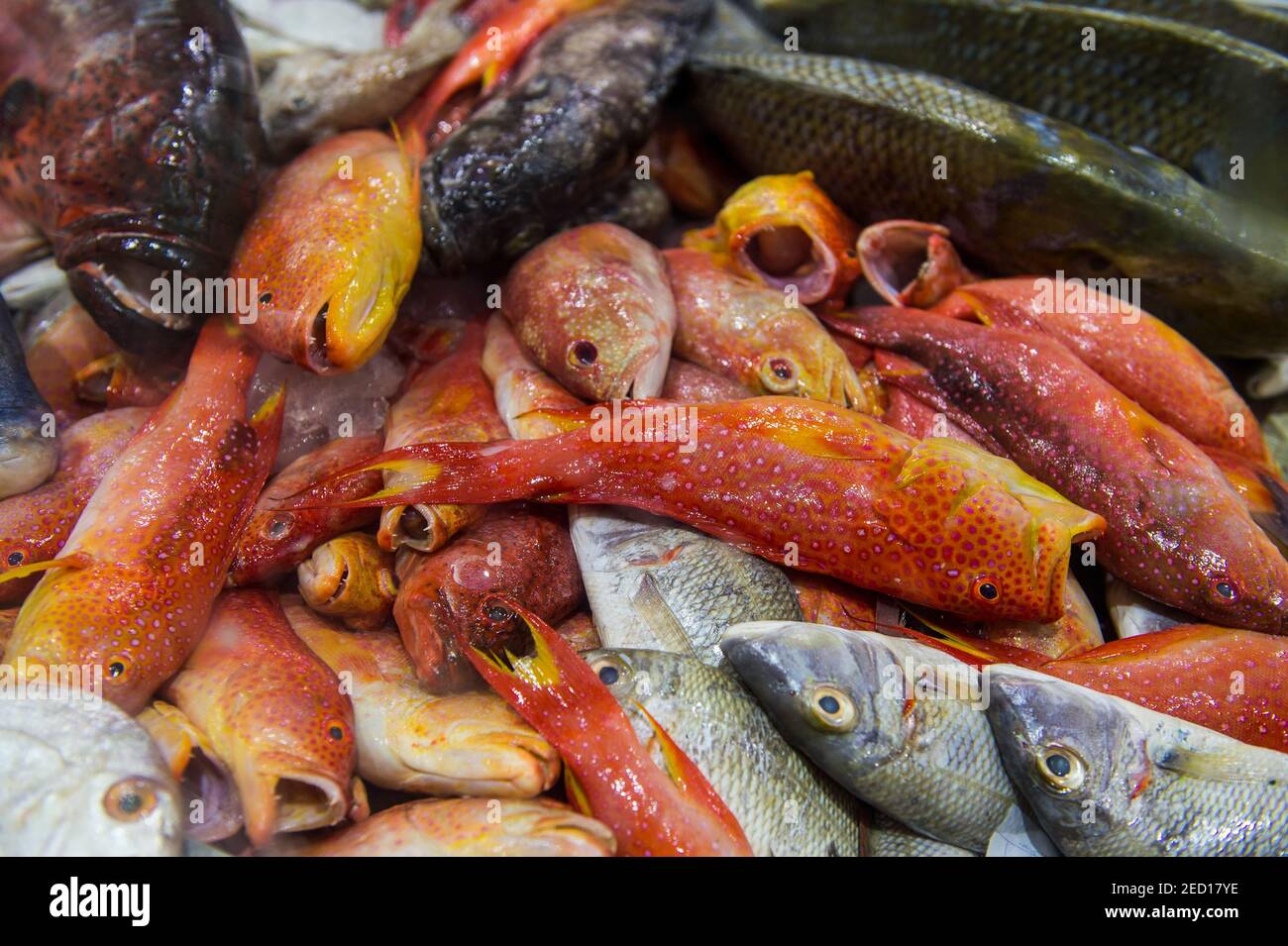 Fresh fish on the market, Al Wadj, Saudi Arabia Stock Photo - Alamy
