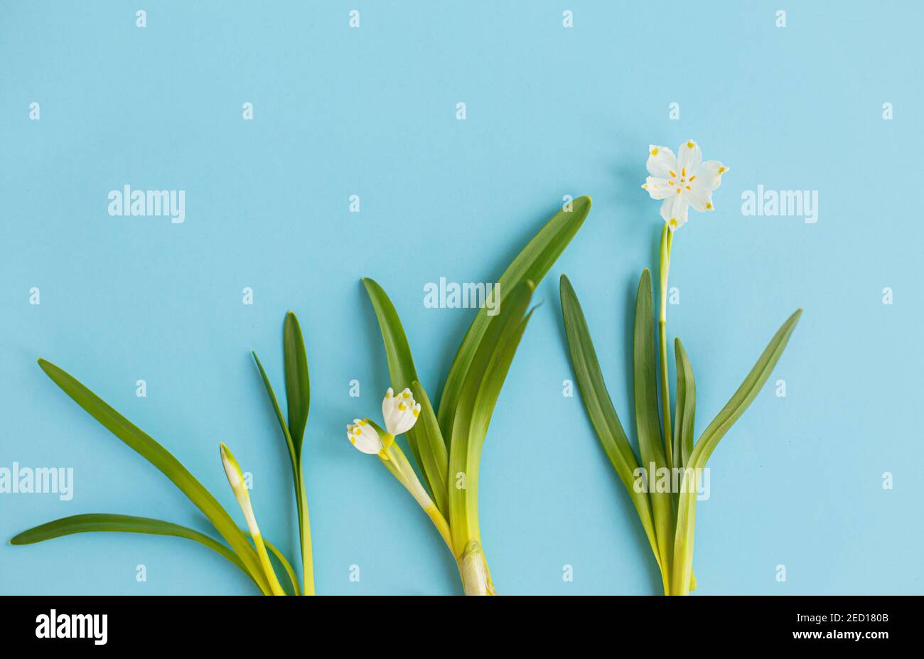 Flower growing cycle on blue paper flat lay. Hello spring and Earth day ...