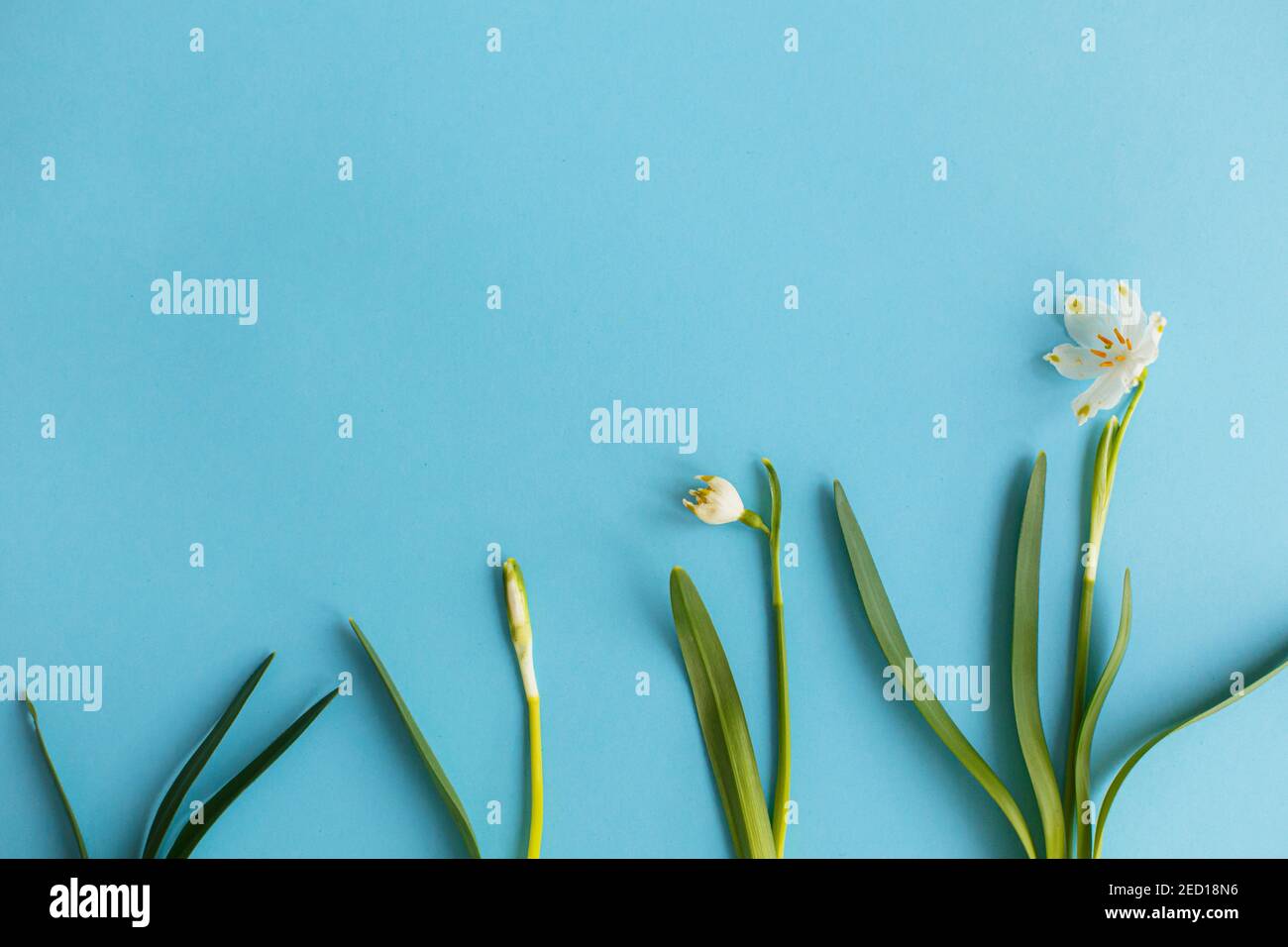 Flower growing cycle on blue paper flat lay. Hello spring and Earth day ...