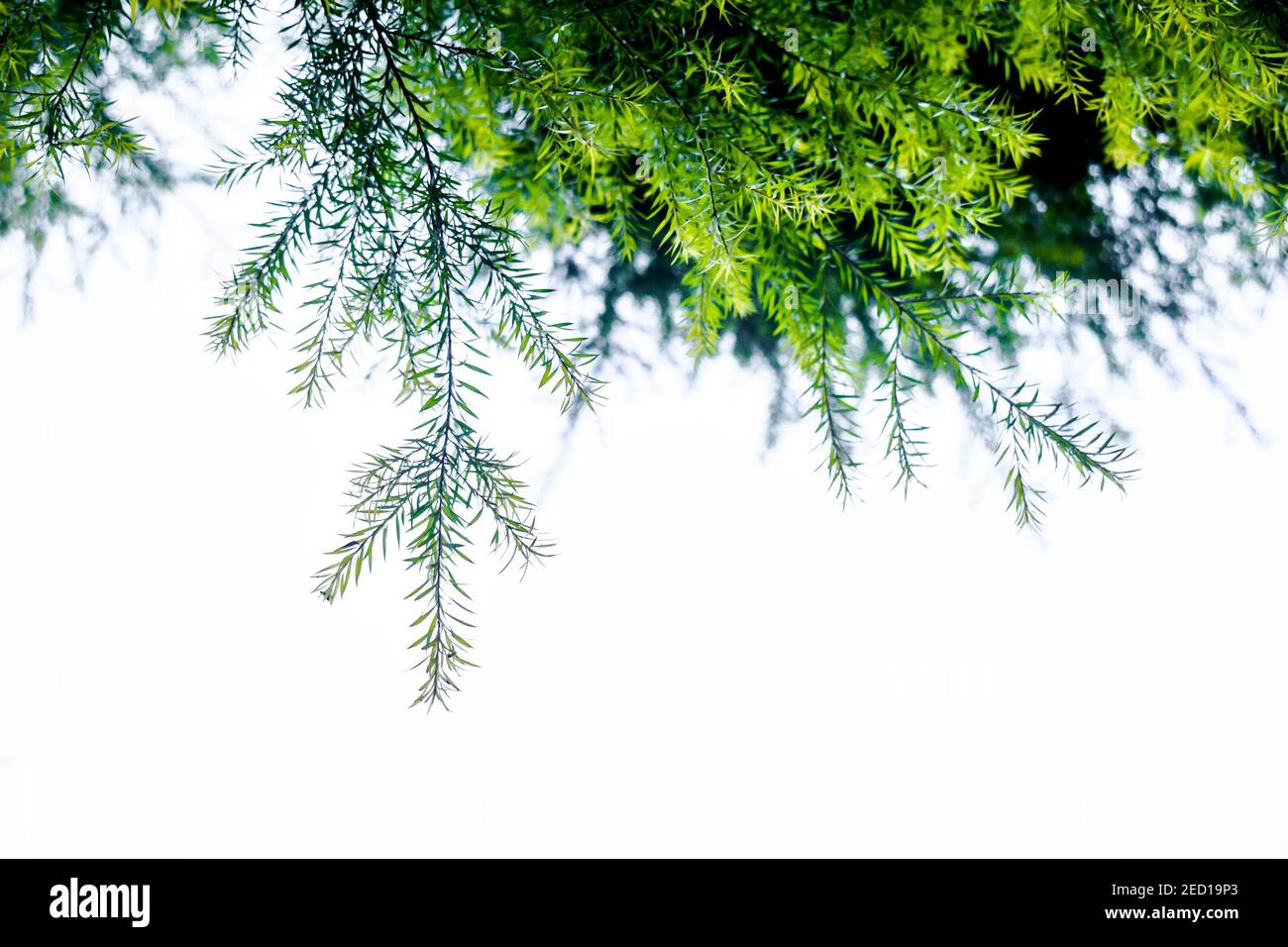 Fresh Green Springer fern in focus with white background asparagus ...