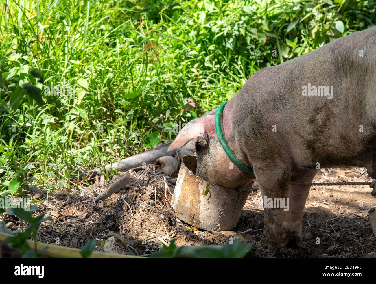 Pig eating from a basket, rural outdoor scene. Farm animal in natural ...