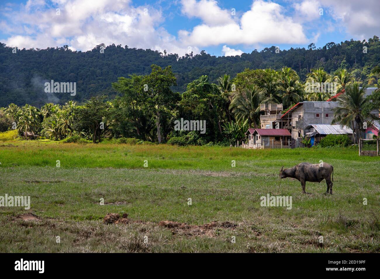 Tropical countryside with green forest, field and buffalo. Farm ...
