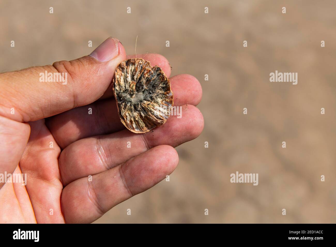 Betel nut hand hi-res stock photography and images - Alamy