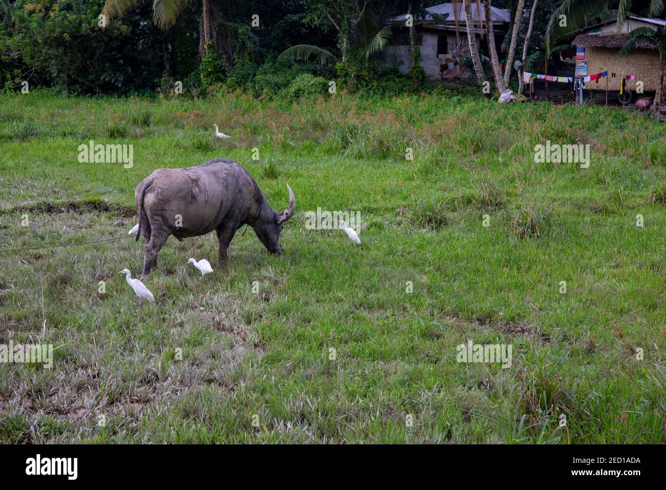 Carabao philippines hi-res stock photography and images - Alamy