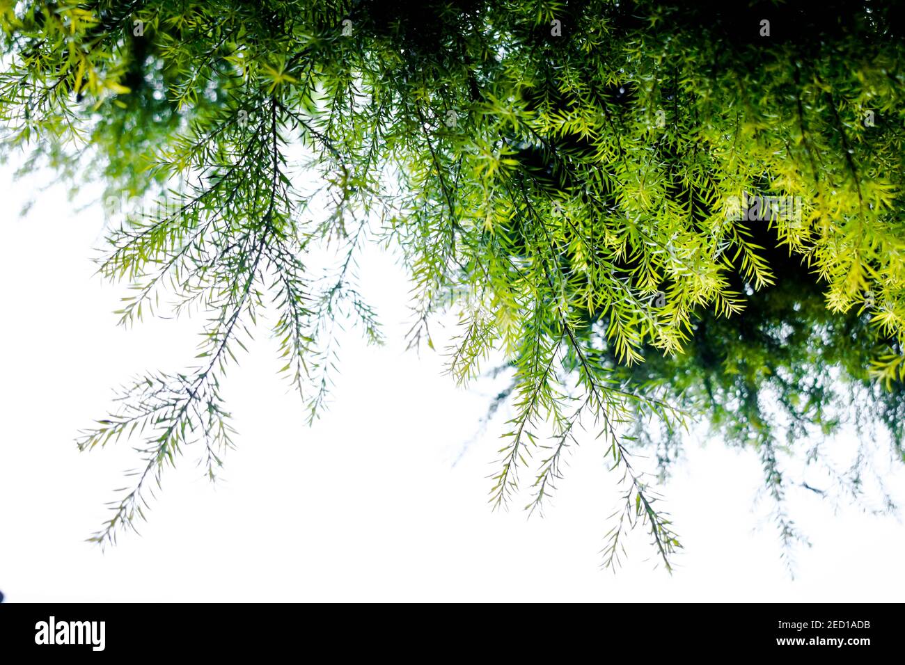 Fresh Green Springer fern in focus with white background asparagus ...