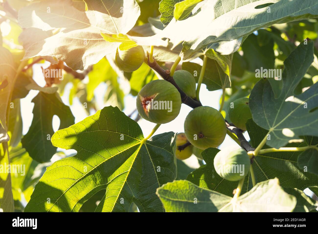 Tree dessert environment nature hi-res stock photography and images - Alamy