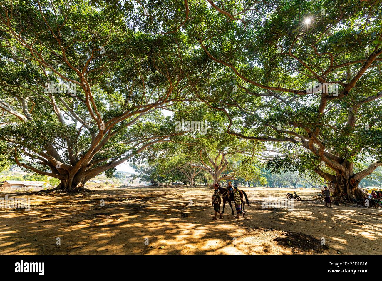 Hundred-year-old banyan trees in Pindaya, Shan state, Myanmar Stock ...