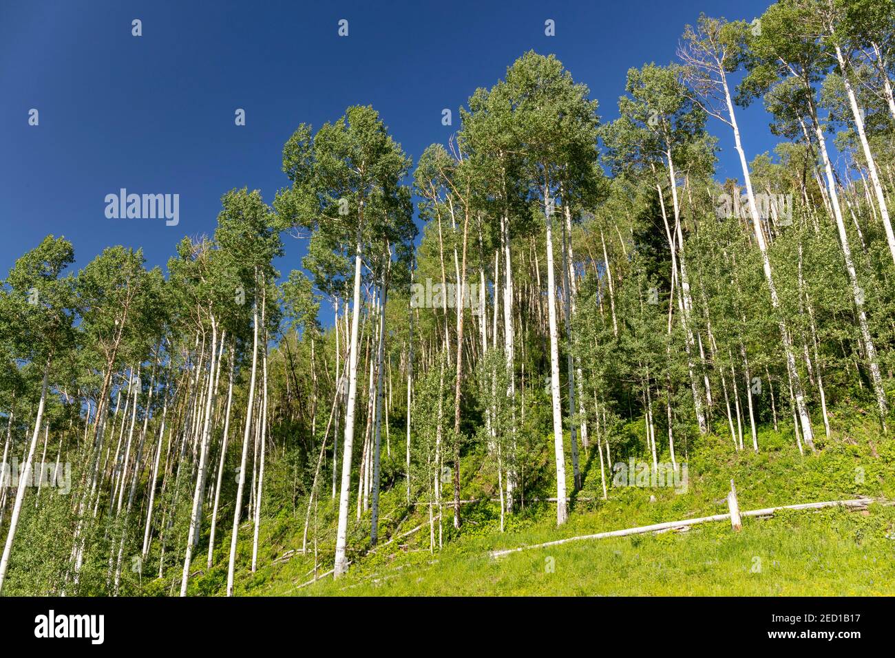 Birch forest, Beaver Creek Mountain, Colorado, USA Stock Photo - Alamy