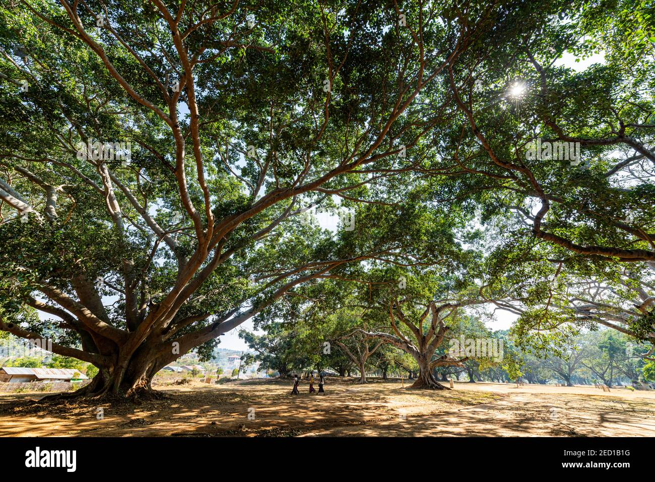 Bearded fig tree hi-res stock photography and images - Alamy